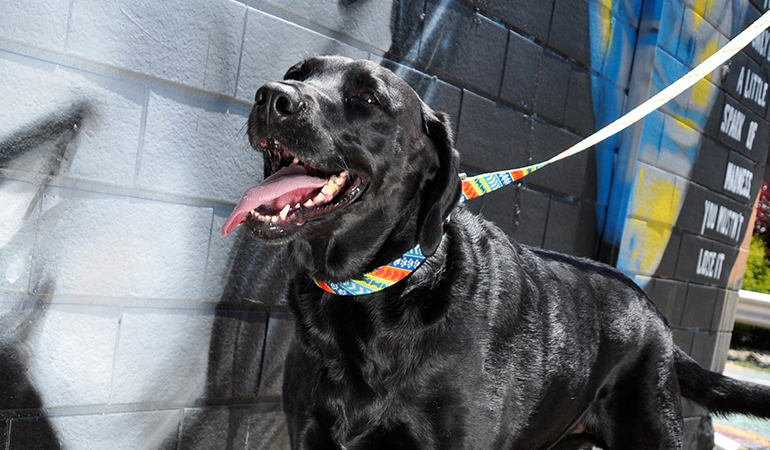 Styles | Coastal Pet Products