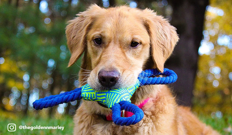 Dog Products | Coastal Pet Products