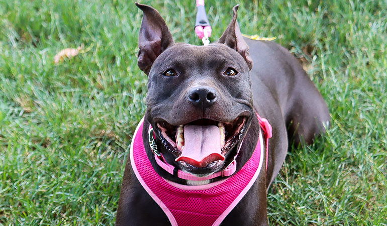 Coastal Pet Products | Coastal Pet Products