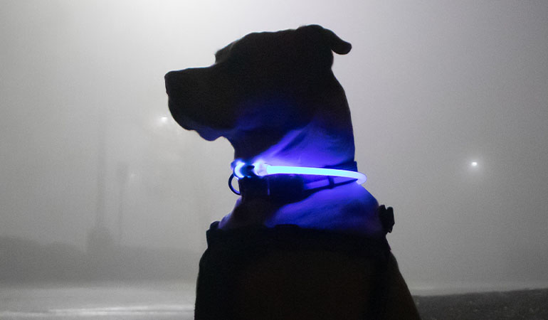 Coastal Pet Products | Coastal Pet Products