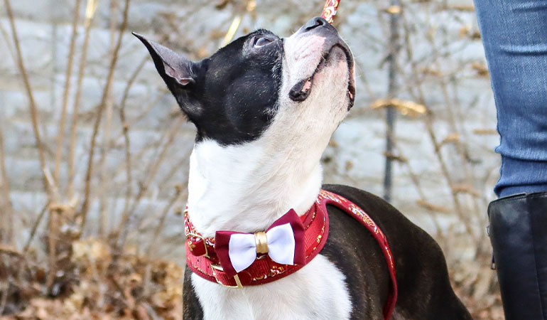 Coastal Pet Products | Coastal Pet Products