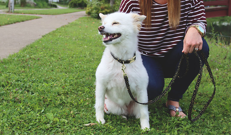 Coastal Pet Products | Coastal Pet Products