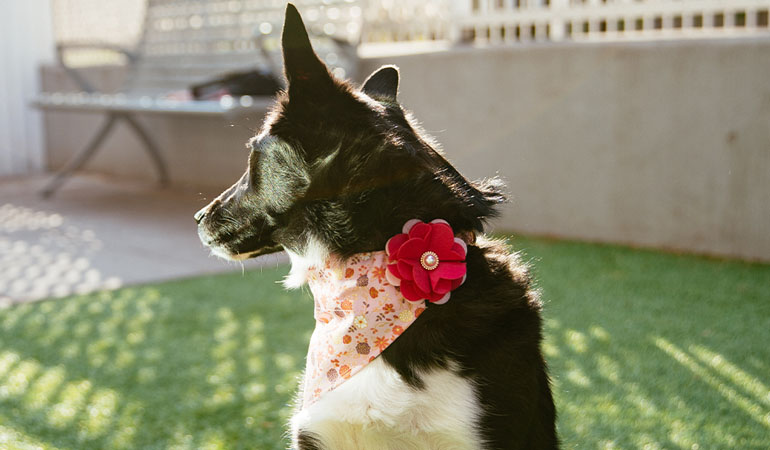 Coastal Pet Products | Coastal Pet Products