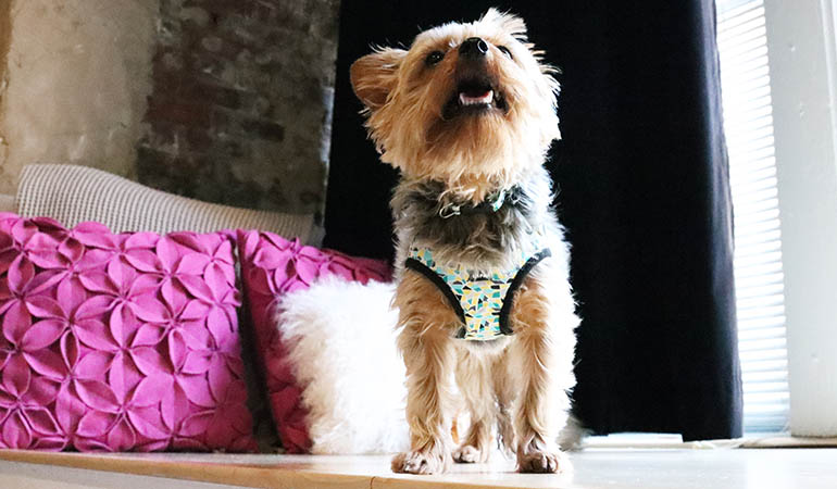 Coastal Pet Products | Coastal Pet Products