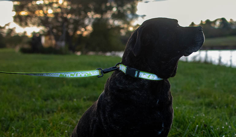 Coastal Pet Products | Coastal Pet Products