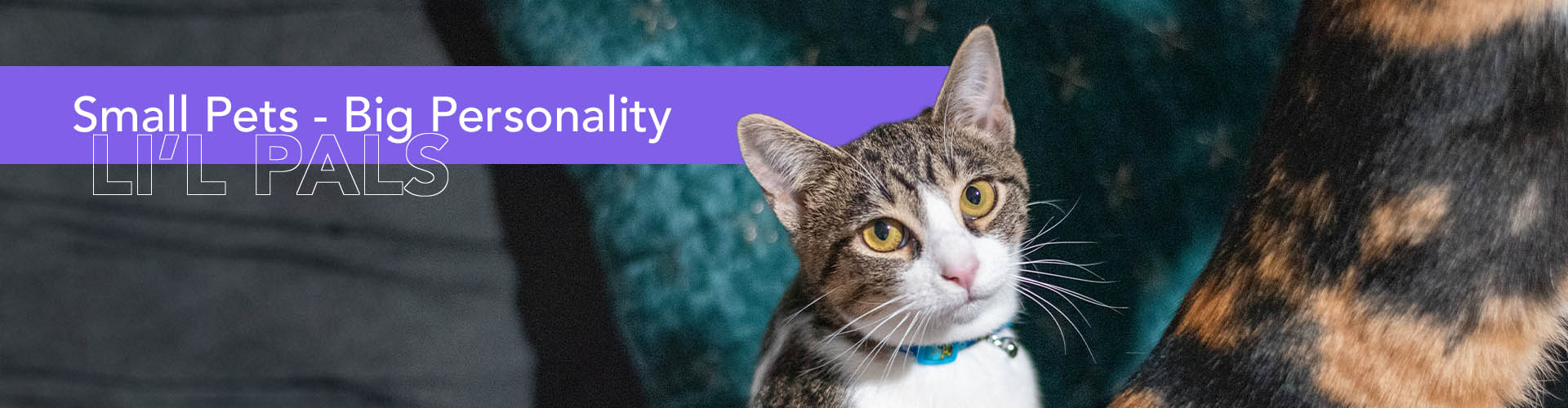 Coastal Pet Products | Coastal Pet Products