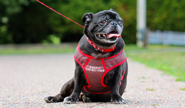 Coastal Pet Products | Coastal Pet Products