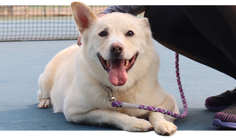 Coastal Pet Products | Coastal Pet Products