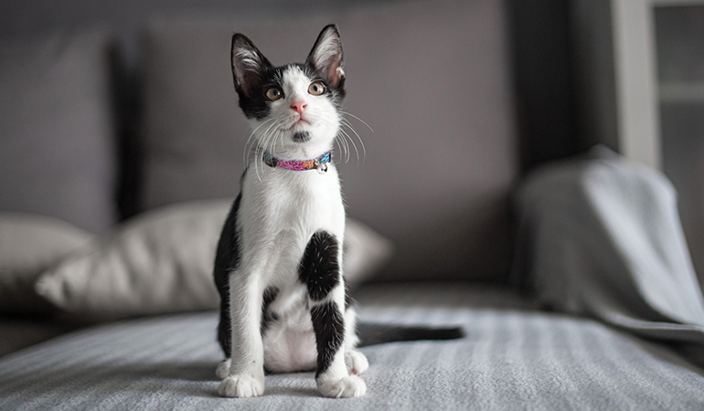 Coastal Pet Products | Coastal Pet Products